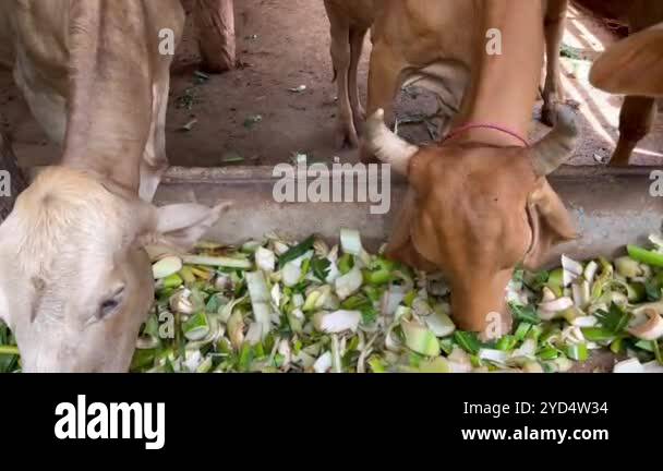 cows feeding on chopped vegetables and greens in a rural farm setting ...