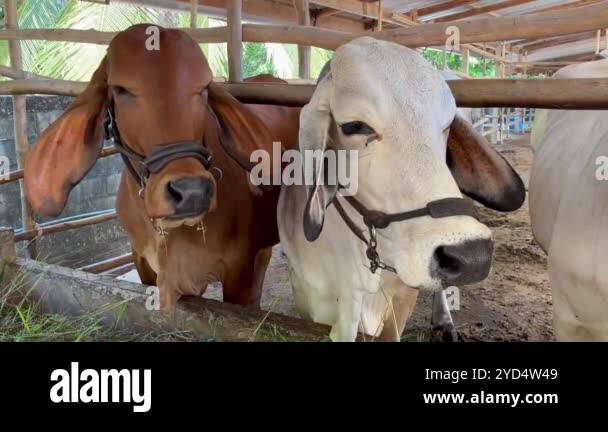 cows are eating fresh grass, agricultural feel, A herd of cows on a ...