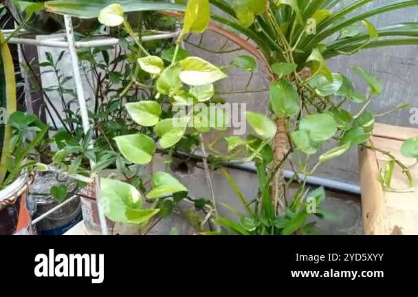 Pothos plant or pothos plant, is a genus of flowering plants in the ...