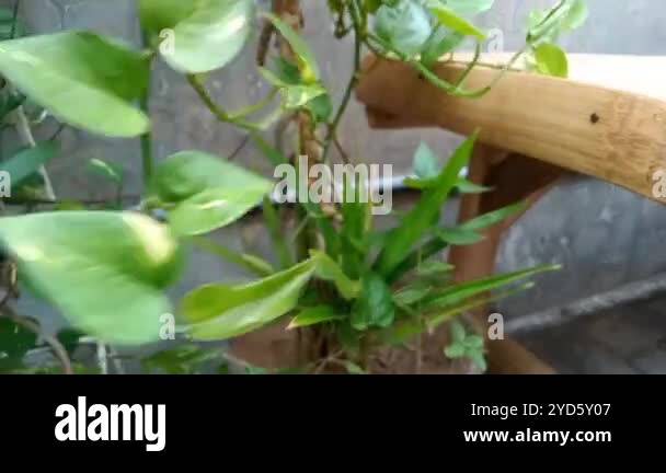 Pothos plant or pothos plant, is a genus of flowering plants in the ...