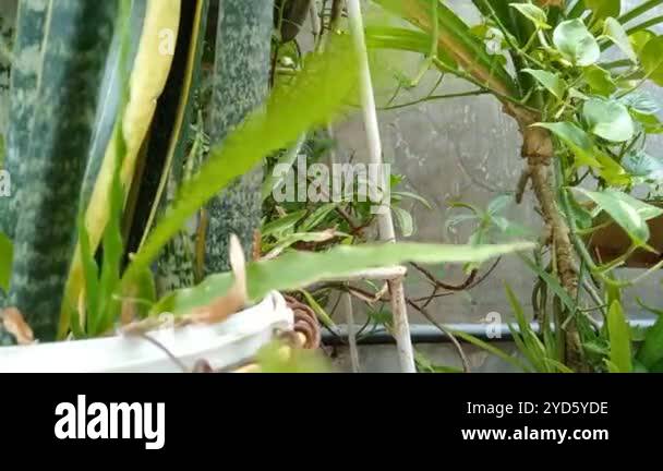 Pothos plant or pothos plant, is a genus of flowering plants in the ...