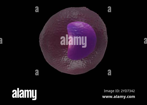 Structure bacterial cell anatomy Stock Videos & Footage - HD and 4K Video Clips - Alamy