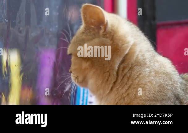 Scottish straight - medium-sized cats with an overall round appearance ...