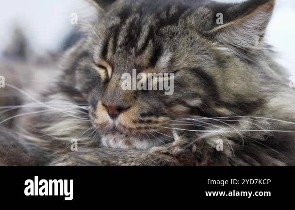 Maine Coon - large domesticated cat breed, one of oldest natural breeds ...