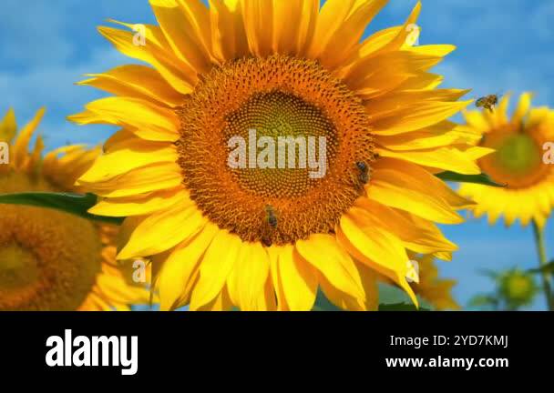 Field of beautiful sunflowers with many working bees. Bees are hard at ...