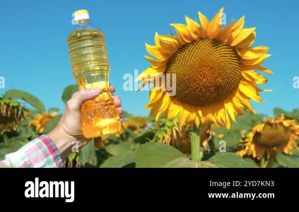 Agricultural worker at the field of sunflowers. Man holds in hand a ...