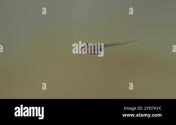 Black small frog tadpoles swimming in water. Nature wildlife. Pond ...