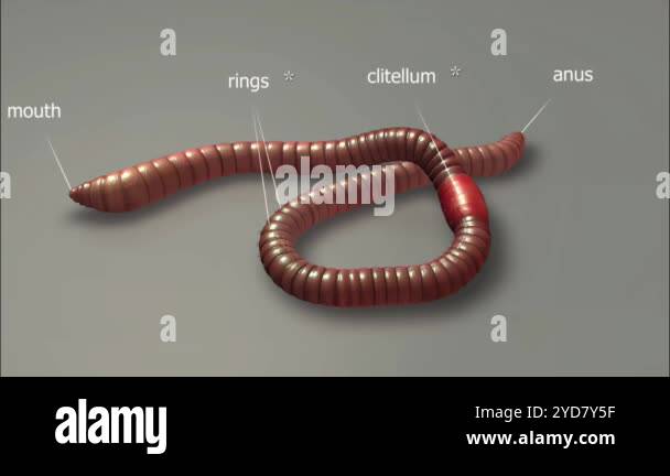The common earthworm's anatomy includes a segmented body with a head ...