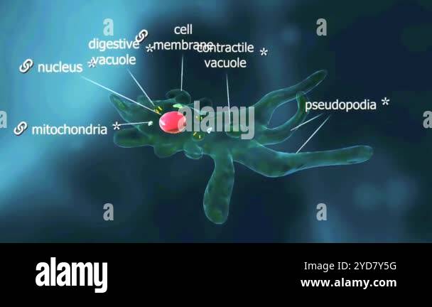 Amoeba cell anatomy Stock Videos & Footage - HD and 4K Video Clips - Alamy