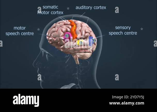 Auditory signals Stock Videos & Footage - HD and 4K Video Clips - Alamy