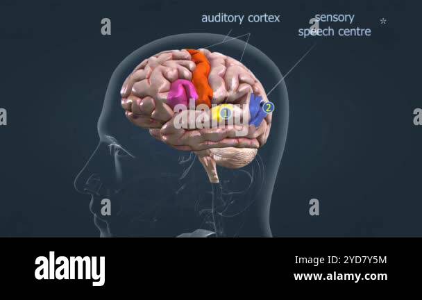 The auditory cortex, in the temporal lobe, processes sound information like pitch and volume ...