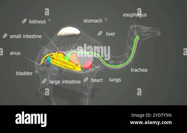 Camel internal organs Stock Videos & Footage - HD and 4K Video Clips ...