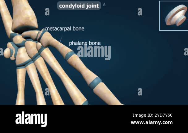Examples of condyloid joints Stock Videos & Footage - HD and 4K Video ...