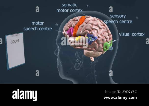 Pronouncing words read through cortical centers engages visual ...