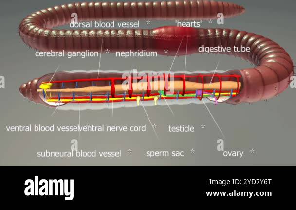 The common earthworm's inner organs include a muscular pharynx ...