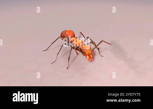 Thorax Anatomy Stock Videos And Footage Hd And 4k Video Clips Alamy