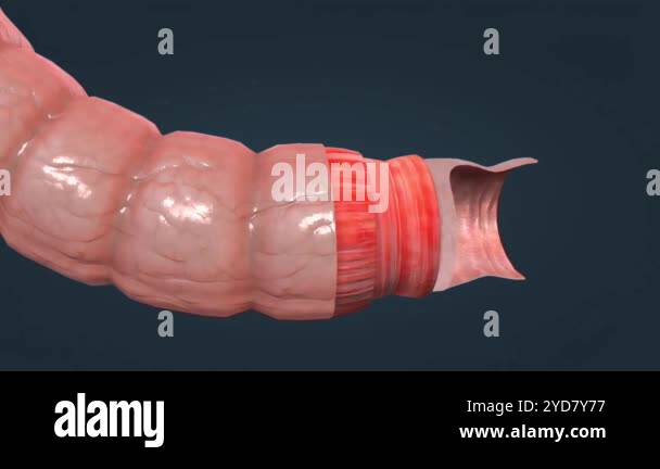 The mucous membrane of the large intestine features a smooth, moist ...