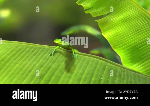 Gecko species differences Stock Videos & Footage - HD and 4K Video ...