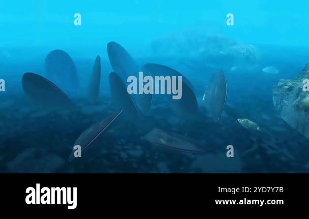 Mussel shell structure Stock Videos & Footage - HD and 4K Video Clips ...