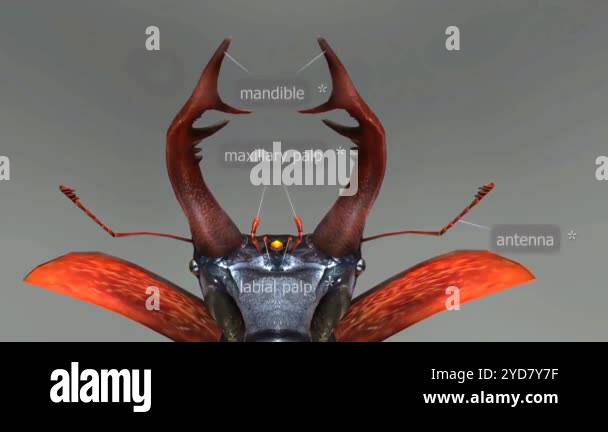 Stag beetle anatomy Stock Videos & Footage - HD and 4K Video Clips - Alamy