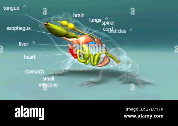 Frog internal organs anatomy includes vital components such as the ...