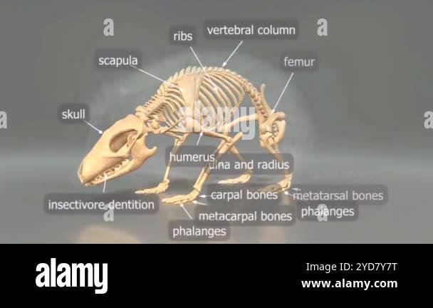 Sturdy bone Stock Videos & Footage - HD and 4K Video Clips - Alamy