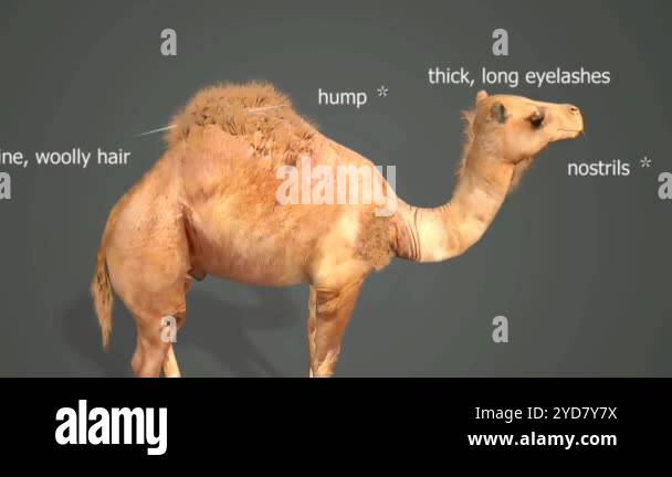 Camel anatomy features unique adaptations for desert survival ...