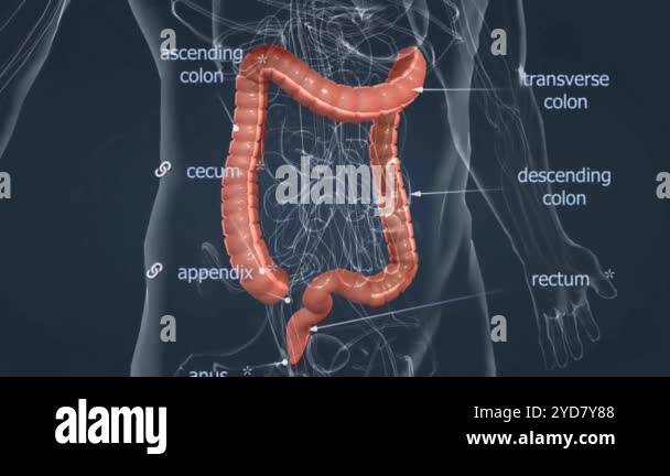 The large intestine's anatomy includes the cecum, ascending, transverse ...