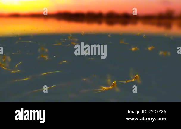 Hatching mayflies create a stunning spectacle as thousands emerge from ...