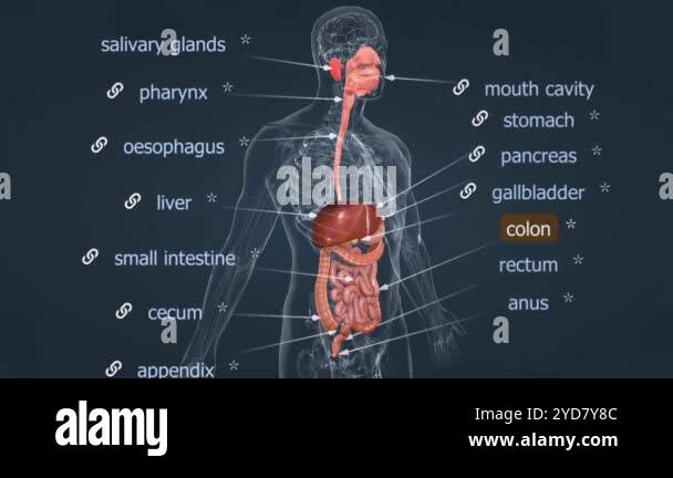 Intestine human digestive system Stock Videos & Footage - HD and 4K ...