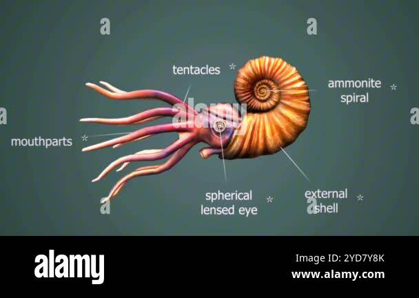 Asteroceras is a genus of ammonites known for its distinctive, coiled ...