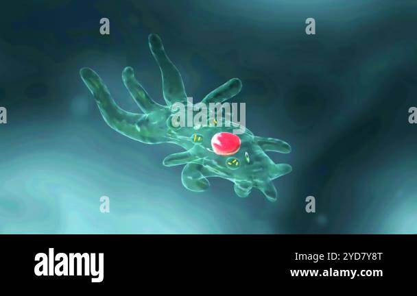 Freshwater amoeba Stock Videos & Footage - HD and 4K Video Clips - Alamy