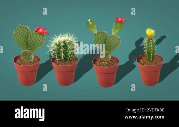 Row potted plants sit Stock Videos & Footage - HD and 4K Video Clips ...