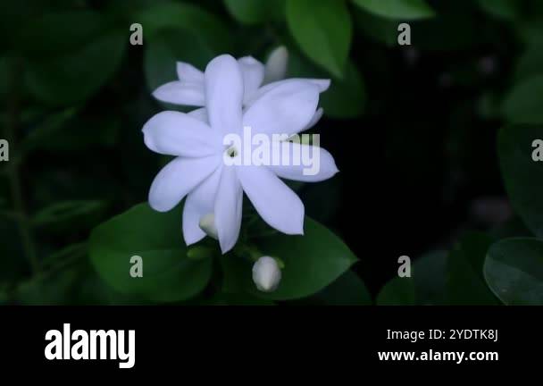 4K video Jasminum officinale blossom at the garden, known as gambir ...