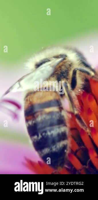 Bee hard work Stock Videos & Footage - HD and 4K Video Clips - Alamy