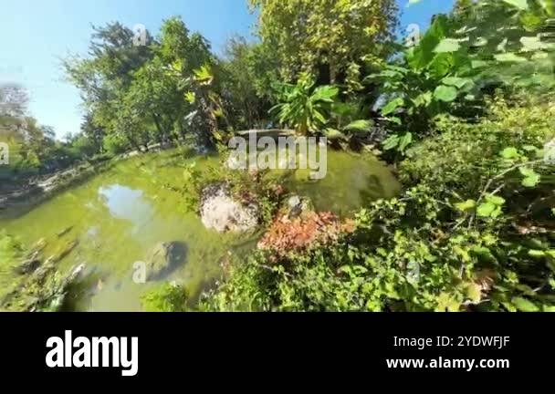 A peaceful Pond scene with Turtles perched on Rocks near the water. As ...