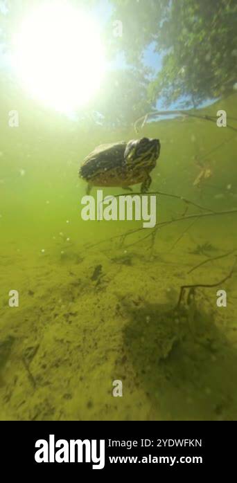 Vertical video. A Turtle, startled by the Camera, attempts to flee but ...