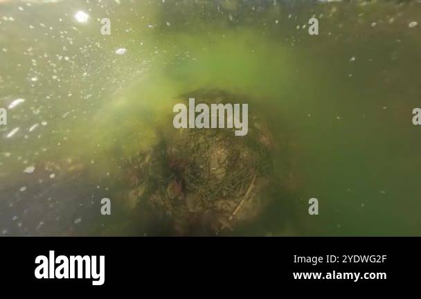 Partially submerged view of a Pond, with murky green water and leaves ...