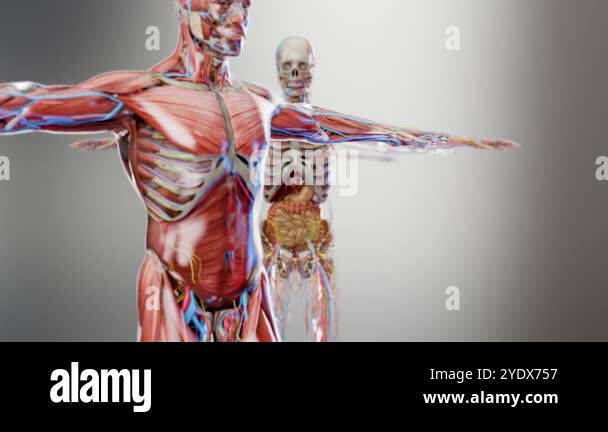 Internal organs human anatomy Stock Videos & Footage - HD and 4K Video ...