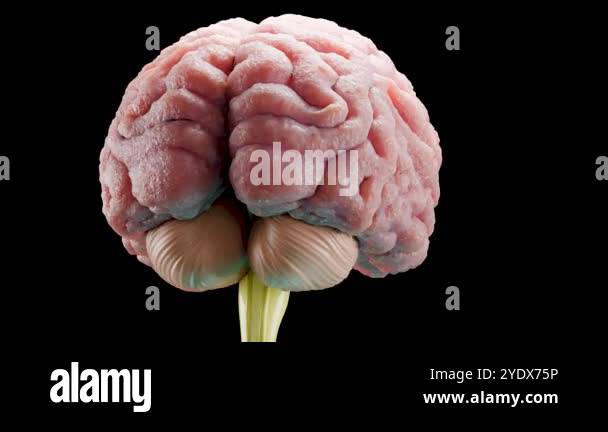 Human brain nervous system anatomy, medical diagram. medically accurate ...