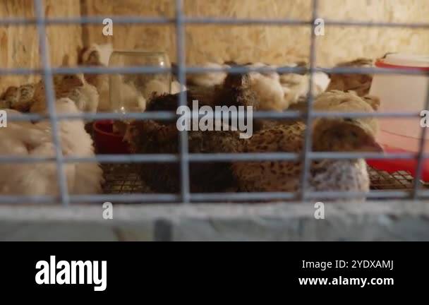 Little chicks and quail in a brooder with a heat lamp, chicks and quail ...