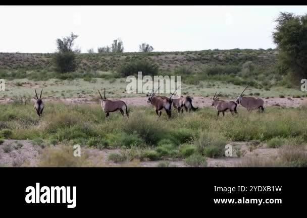 Gemsbok common in kalahari Stock Videos & Footage - HD and 4K Video ...