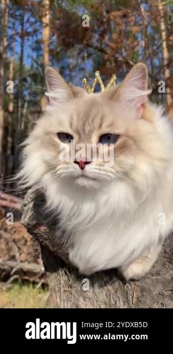 This video shows a fluffy, light-colored cat, likely a Siberian or ...