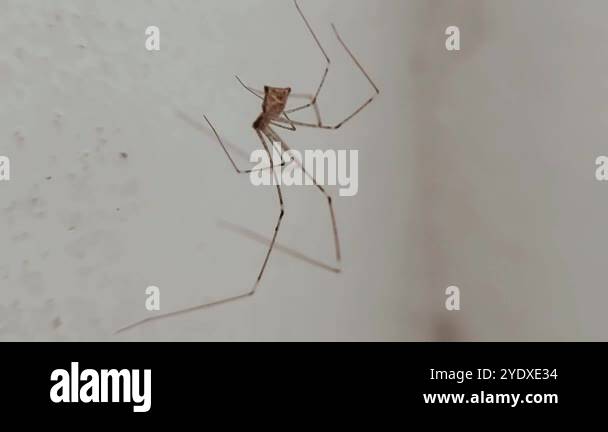 Spiders unique anatomy Stock Videos & Footage - HD and 4K Video Clips ...