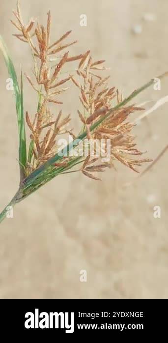 Coco grass Stock Videos & Footage - HD and 4K Video Clips - Alamy
