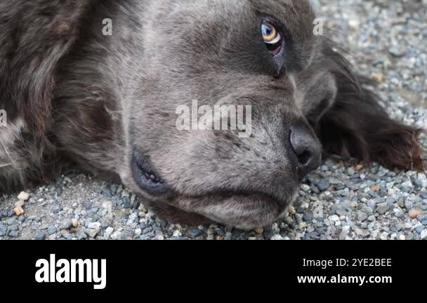 Sad face dog Stock Videos & Footage - HD and 4K Video Clips - Alamy