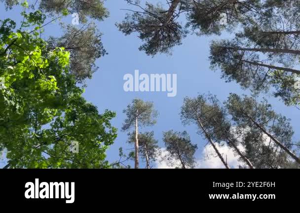 Spinning top view of a breathtaking forest canopy against a clear blue ...