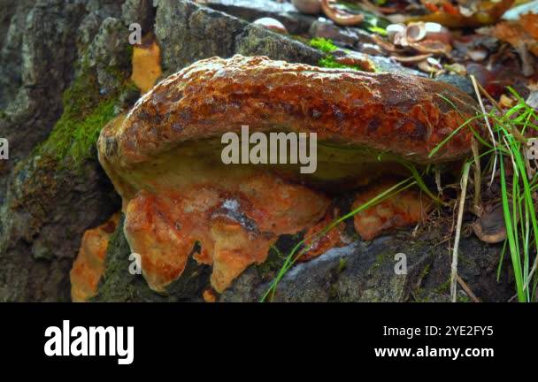 Phellinus robustus - saprophytic wood fungus on an old oak tree stump ...
