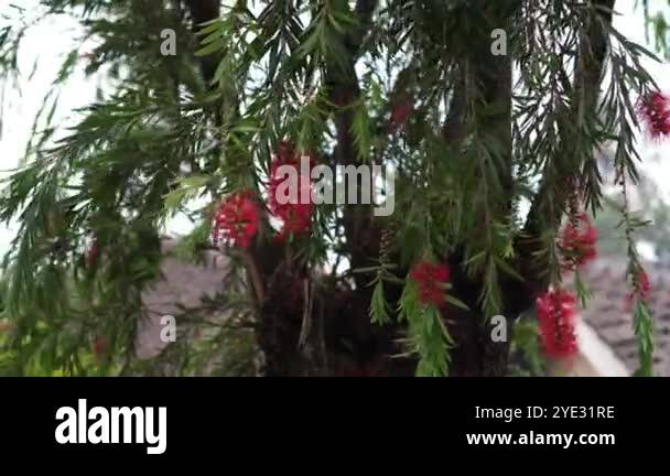 Melaleuca species Stock Videos & Footage - HD and 4K Video Clips - Alamy