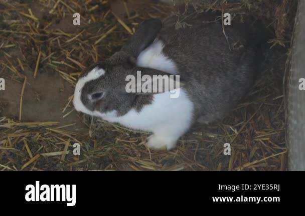 Cute fluffy rabbits in the aviary. Top view of decorative and farm ...